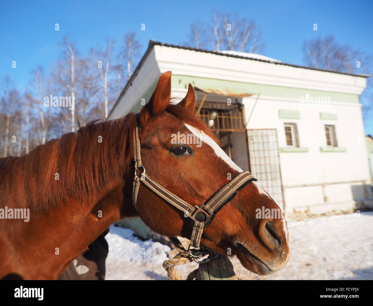 Portrait of a red horse Stock Photo - Alamy