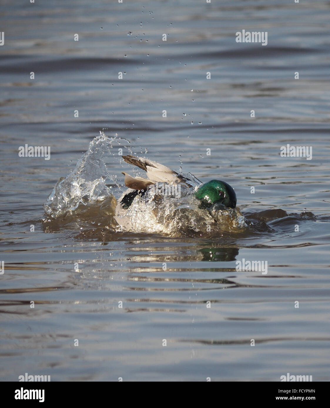 duck on the lake Stock Photo - Alamy