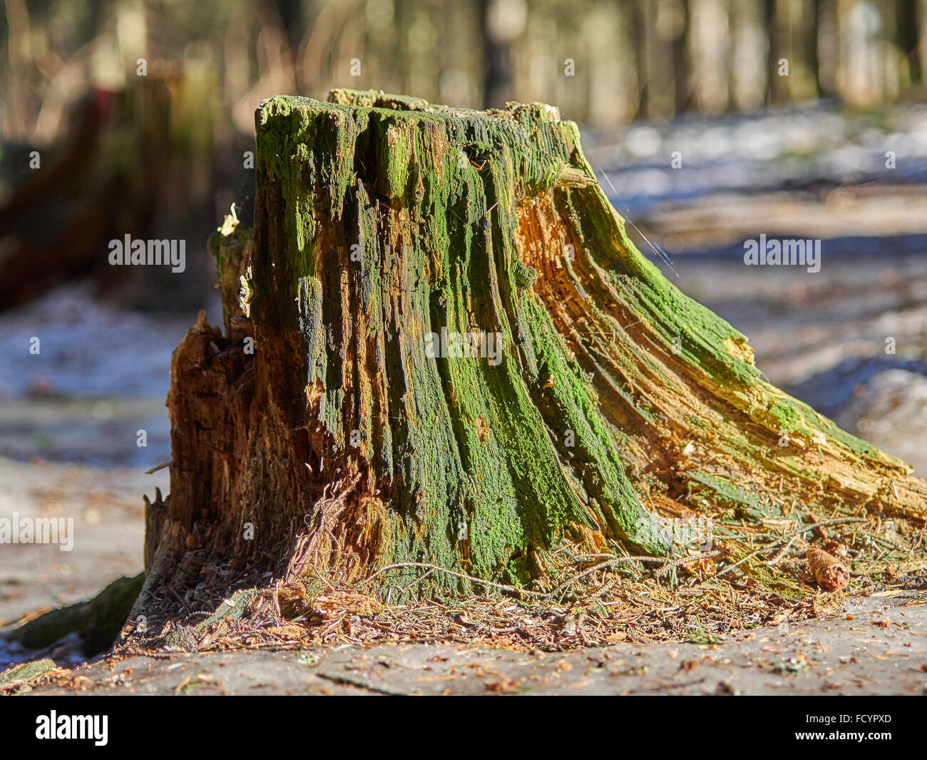 an old stump in the woods Stock Photo - Alamy