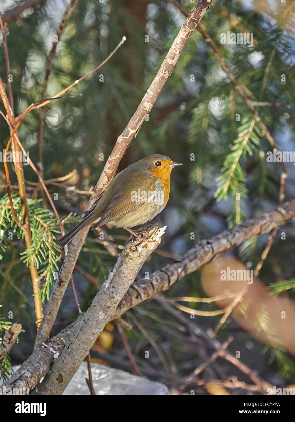 robin in the forest Stock Photo - Alamy