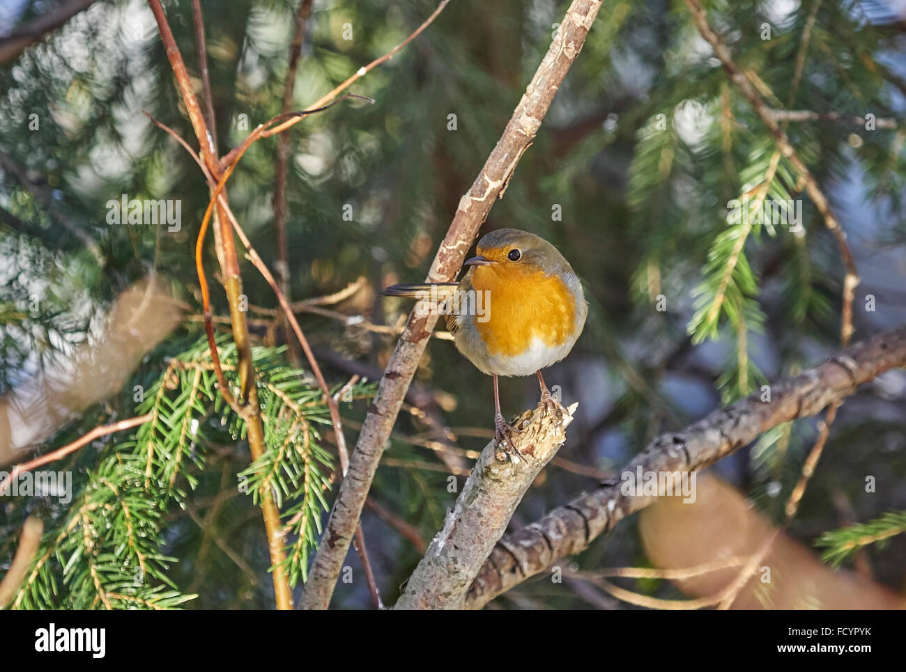 robin in the forest Stock Photo - Alamy