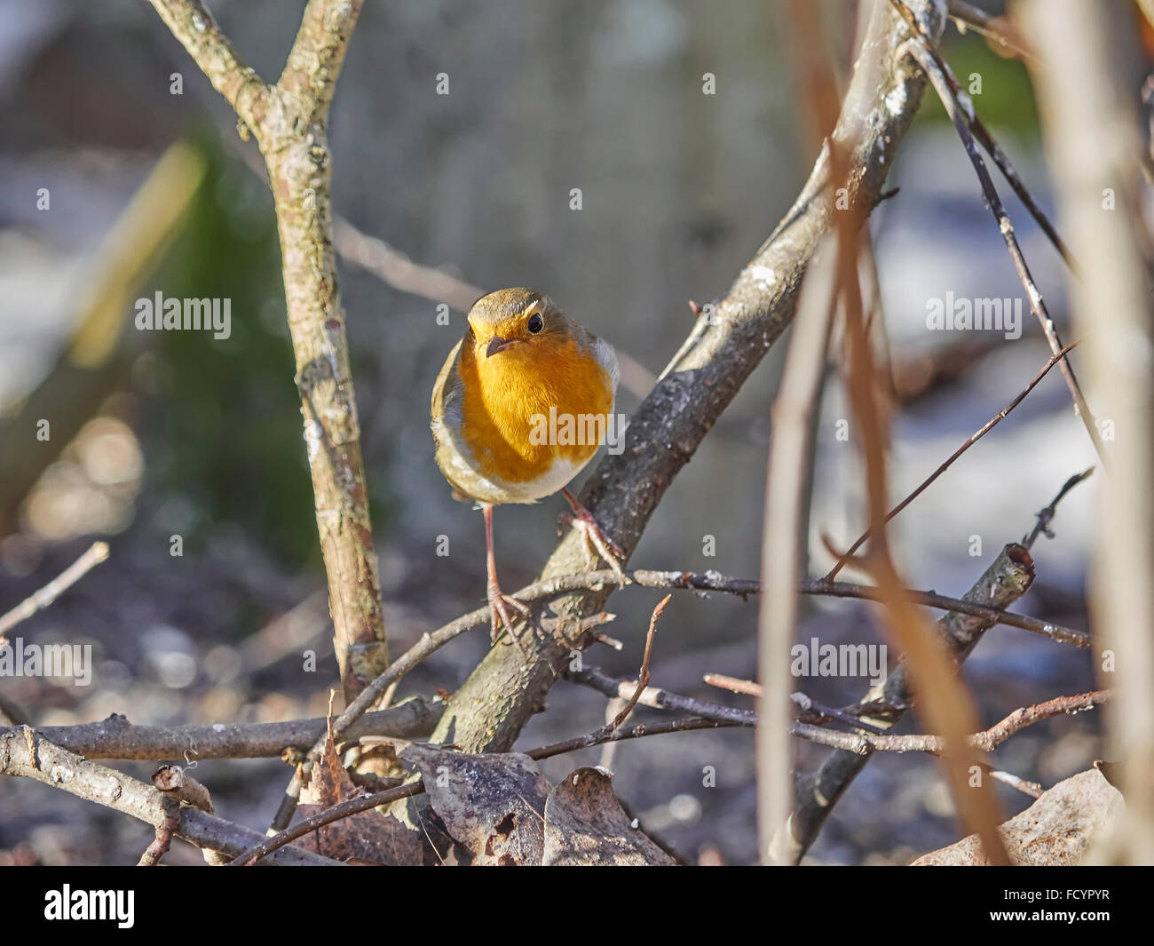 robin in the forest Stock Photo - Alamy