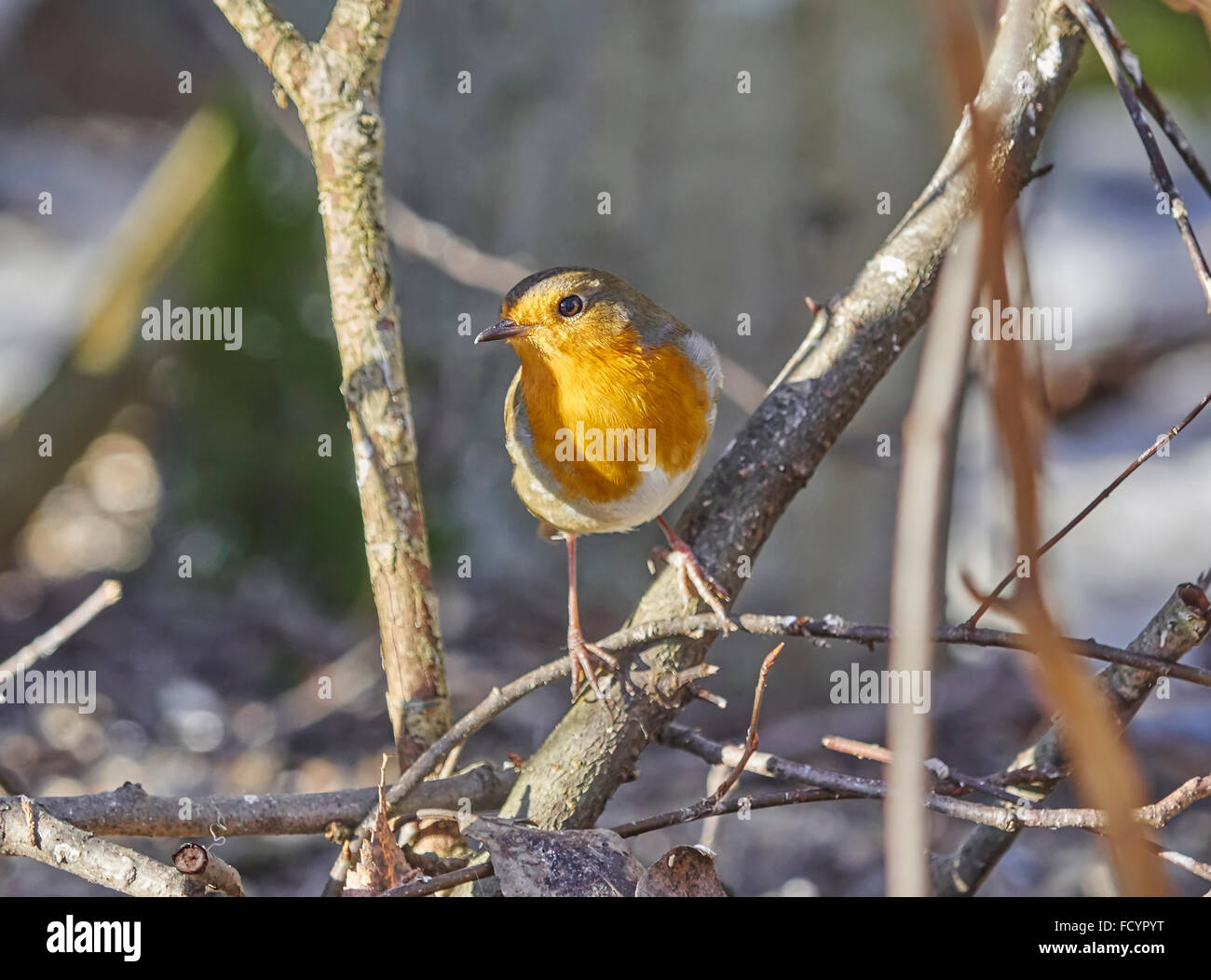 robin in the forest Stock Photo - Alamy