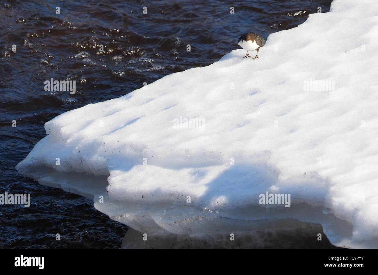 Dipper in the snow Stock Photo - Alamy