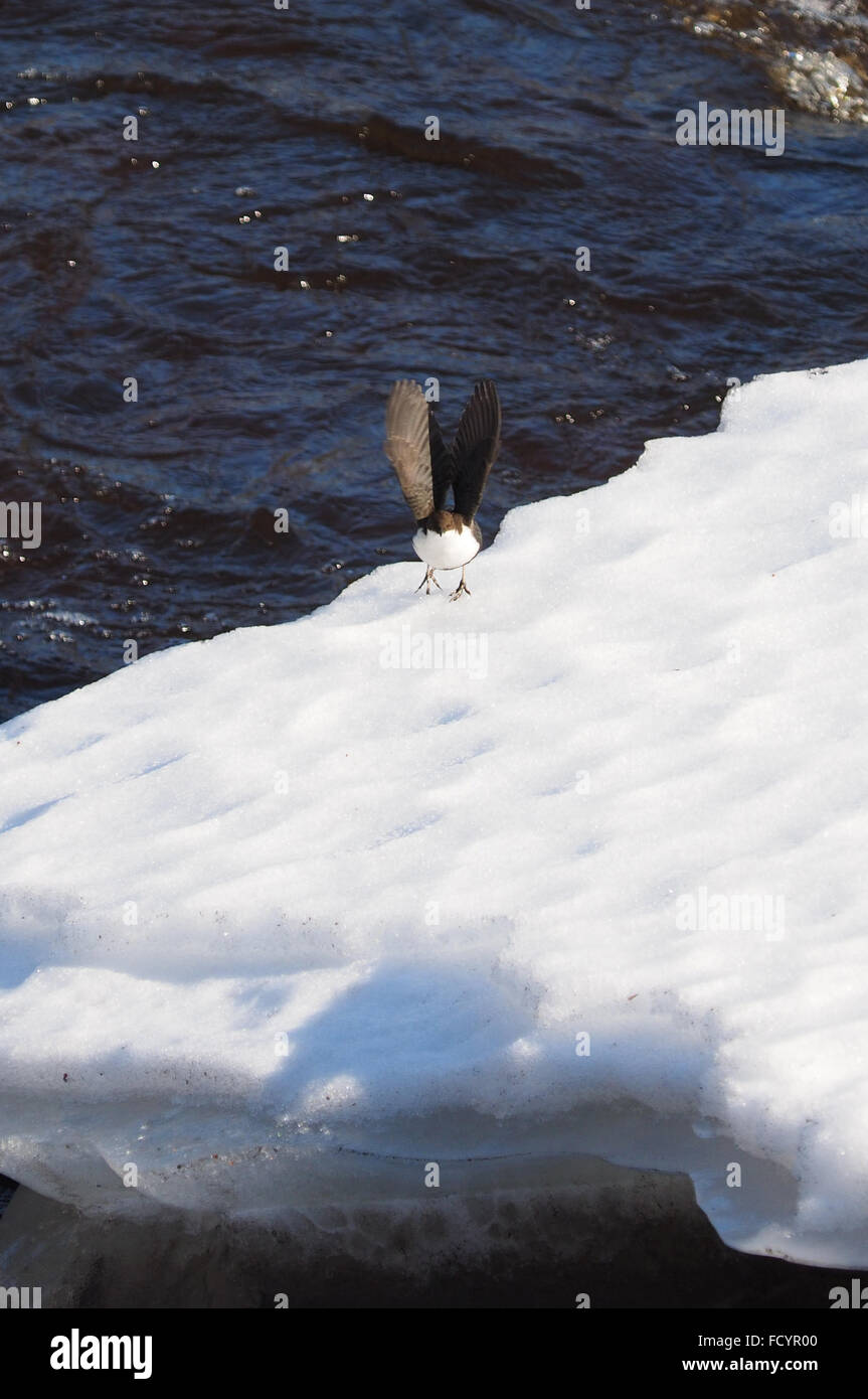 Dipper in the snow Stock Photo - Alamy