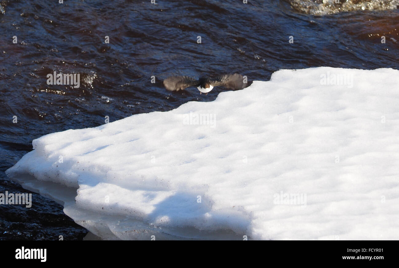 Dipper in the snow Stock Photo - Alamy