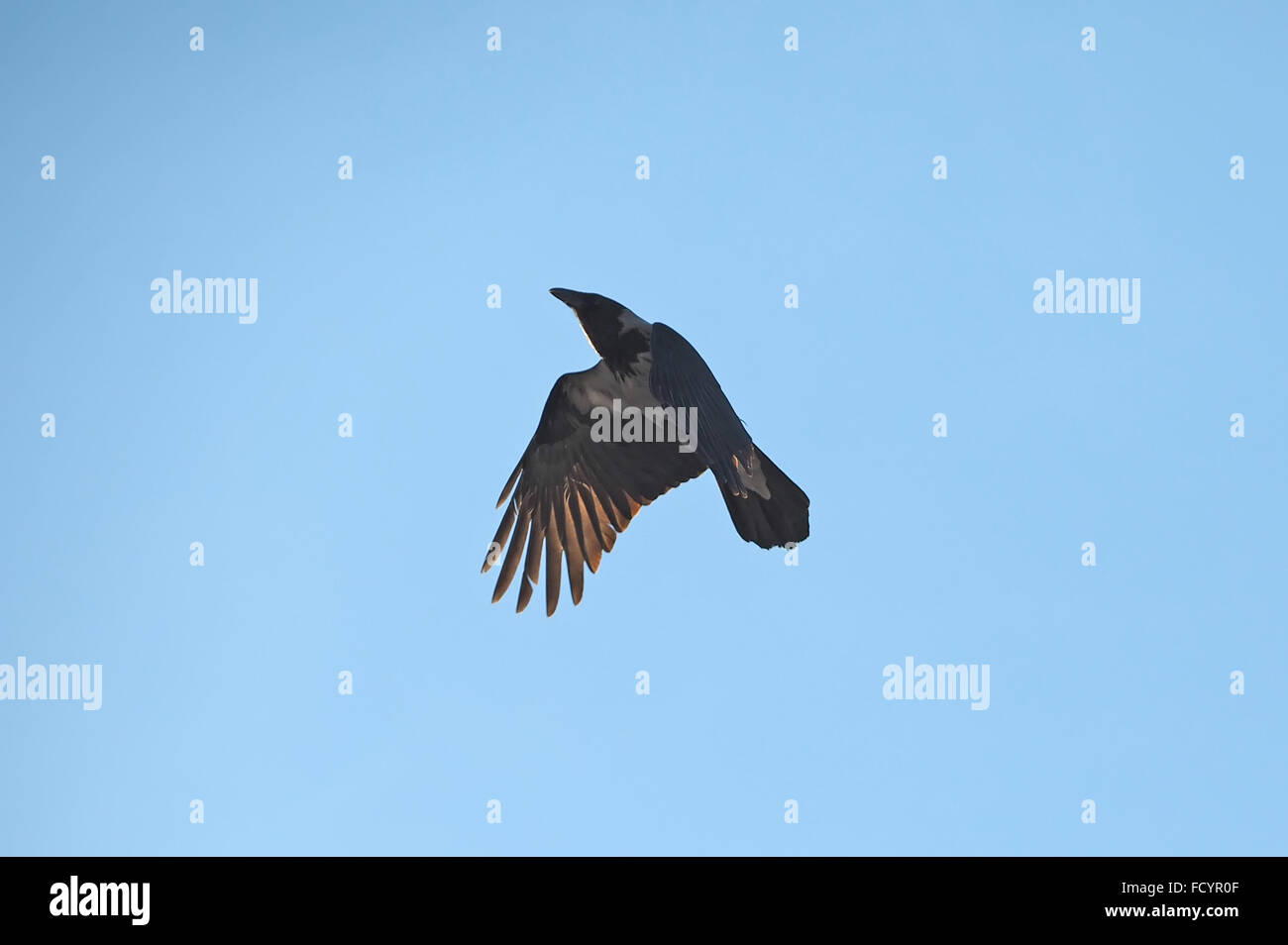Crow shape in flight hi-res stock photography and images - Alamy