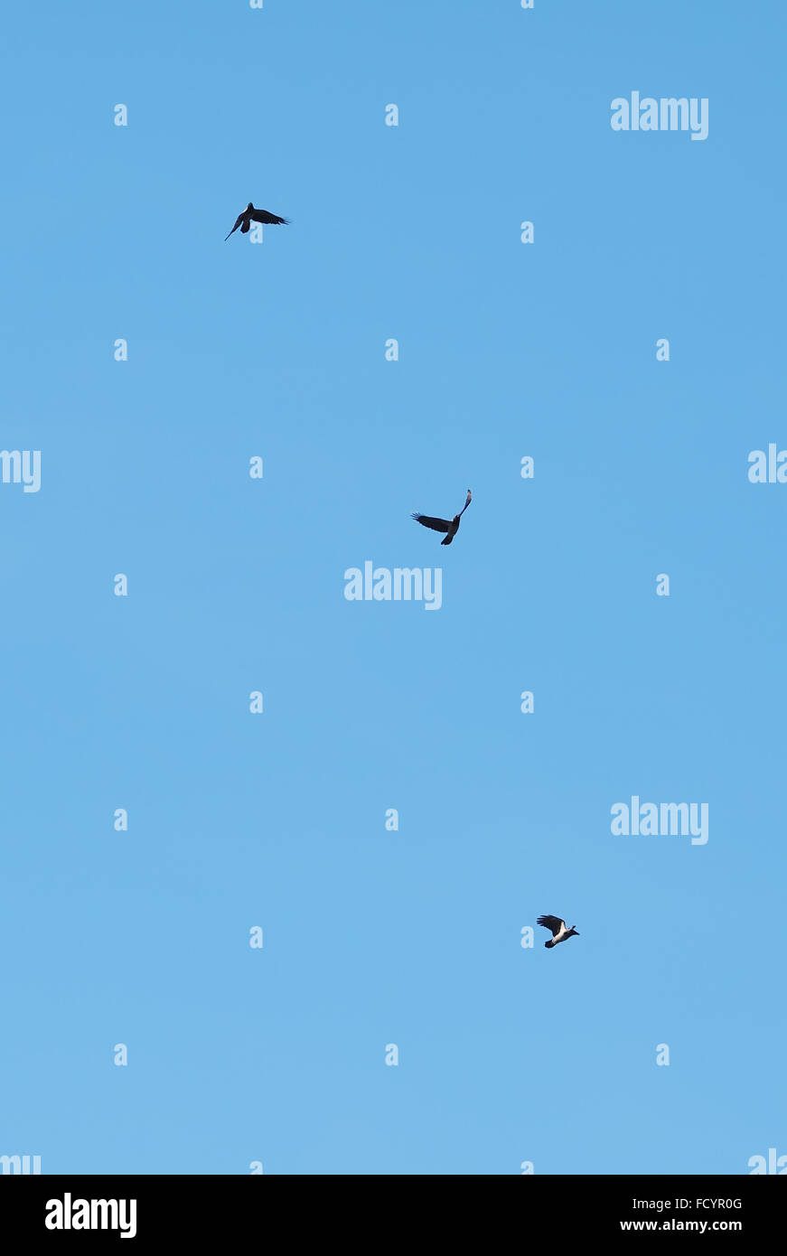gray crow in the sky Stock Photo - Alamy