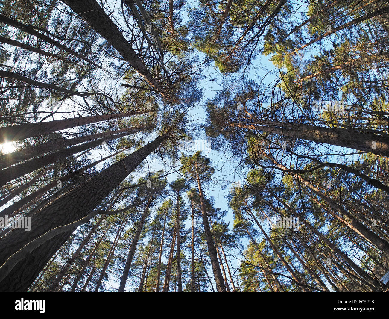 the trees below Stock Photo - Alamy