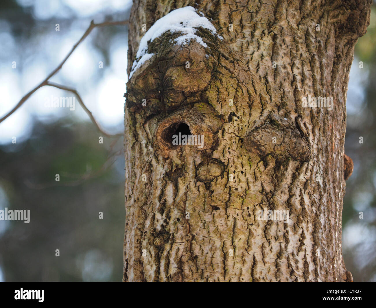 hole in the tree Stock Photo - Alamy