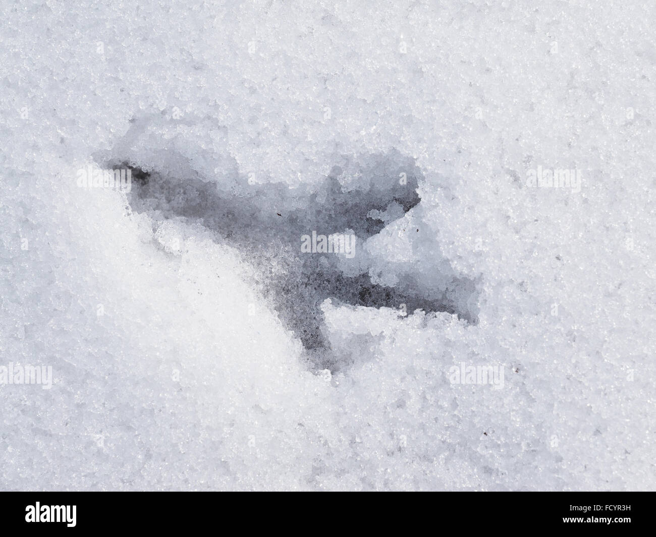 bird tracks in the snow Stock Photo - Alamy
