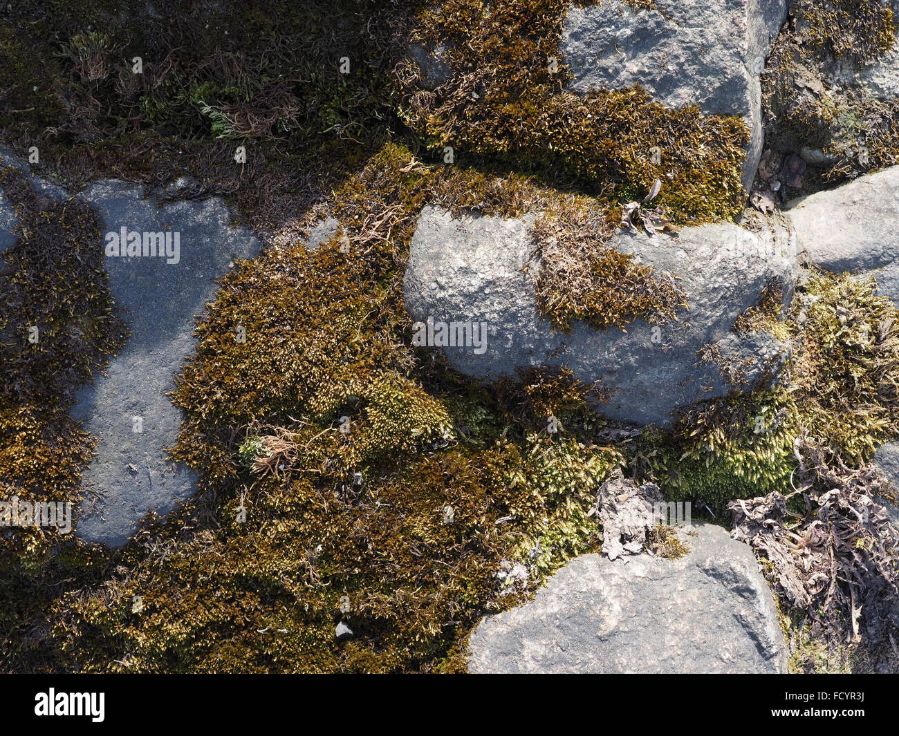 lichen on the rocks Stock Photo - Alamy