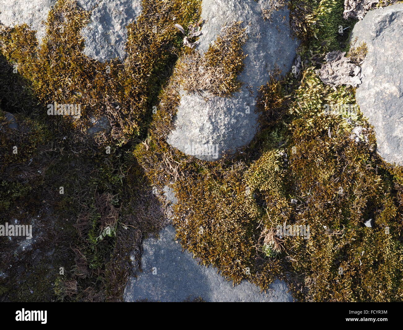 lichen on the rocks Stock Photo - Alamy