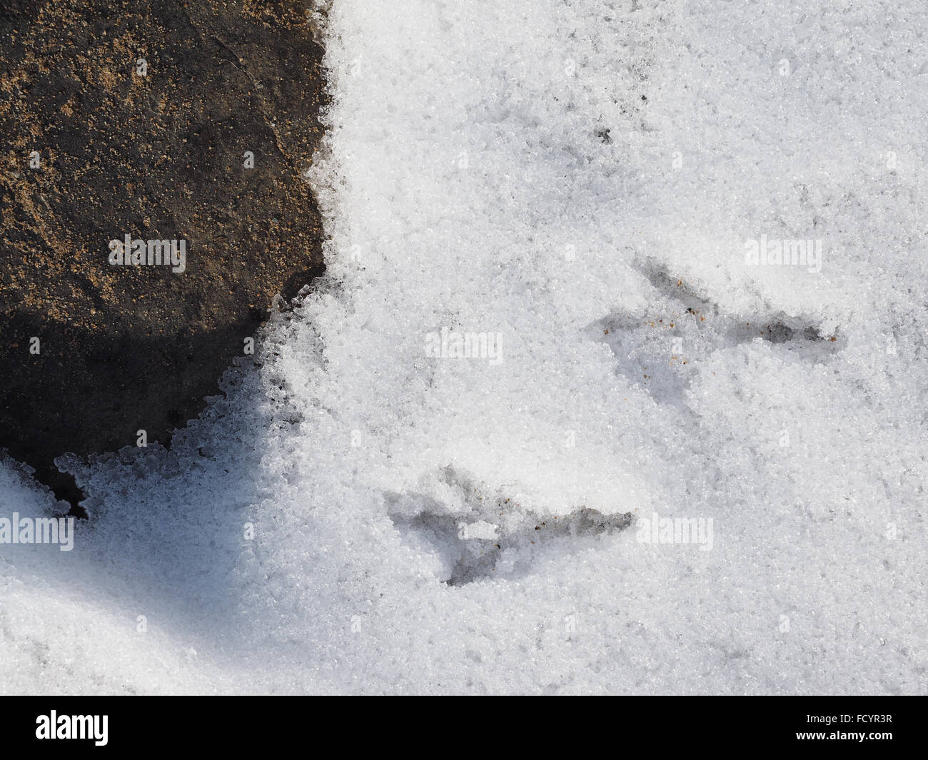 bird tracks in the snow Stock Photo - Alamy