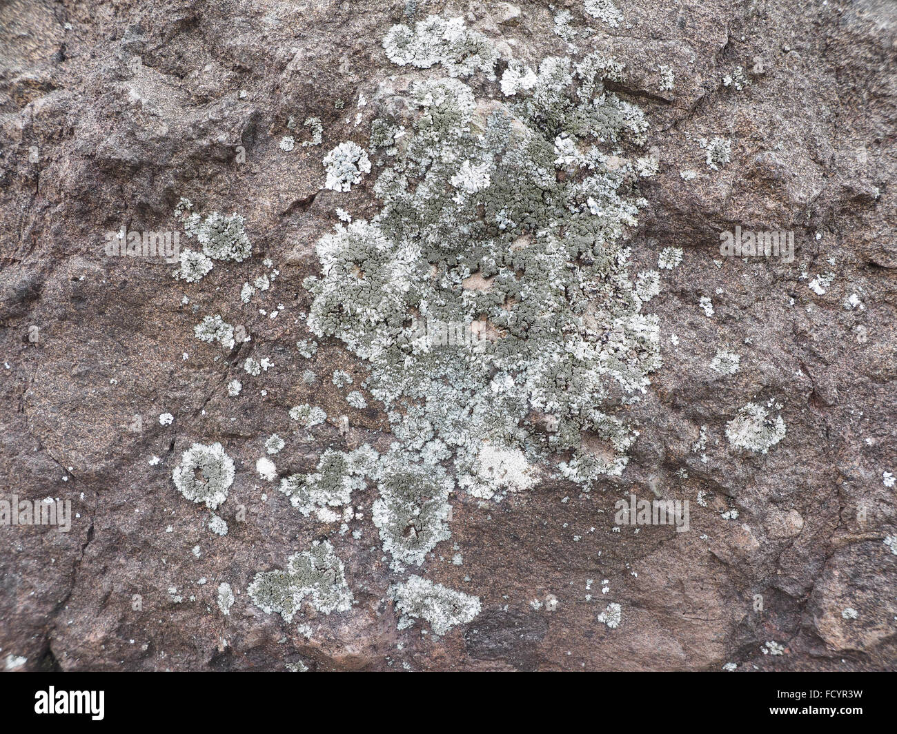lichen on the rocks Stock Photo - Alamy
