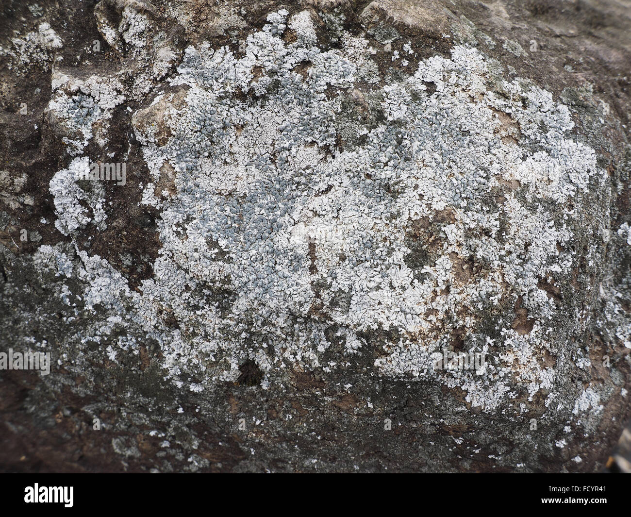 lichen on the rocks Stock Photo - Alamy