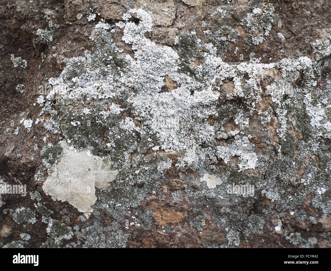 lichen on the rocks Stock Photo - Alamy