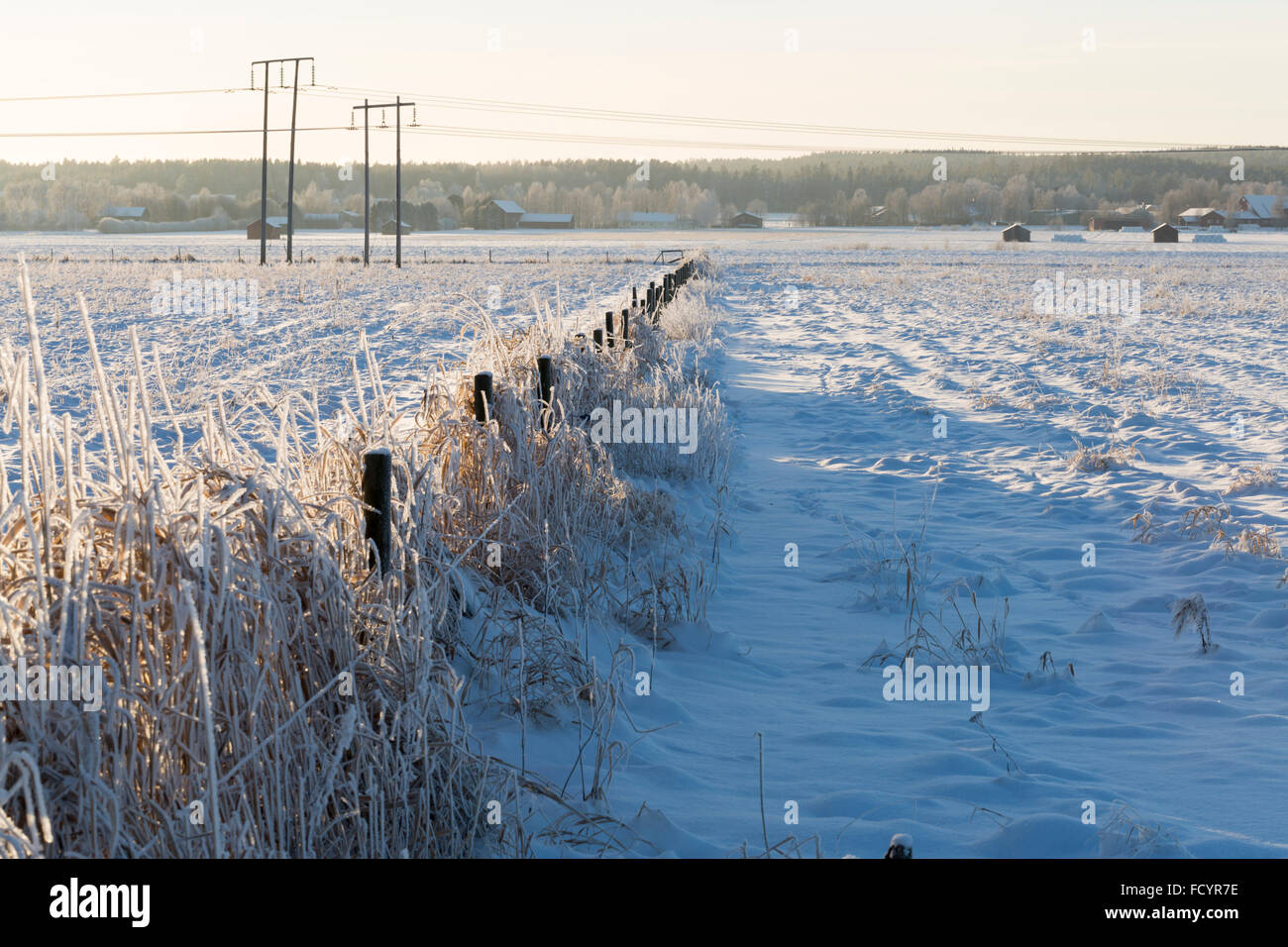 Cultivated Field in Umeå, Sweden in winter Stock Photo - Alamy