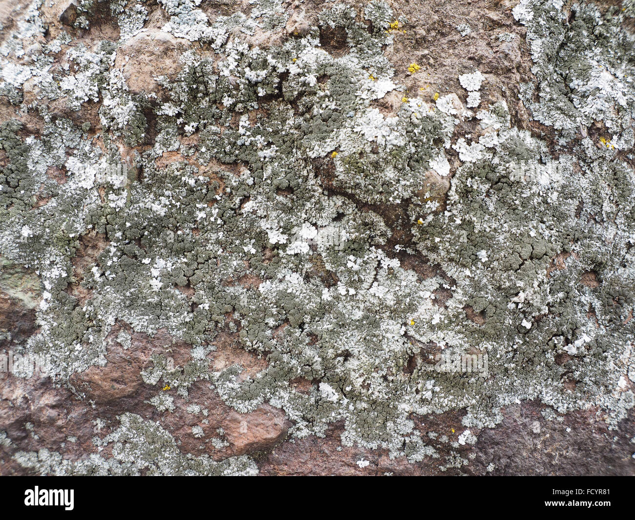 lichen on the rocks Stock Photo - Alamy