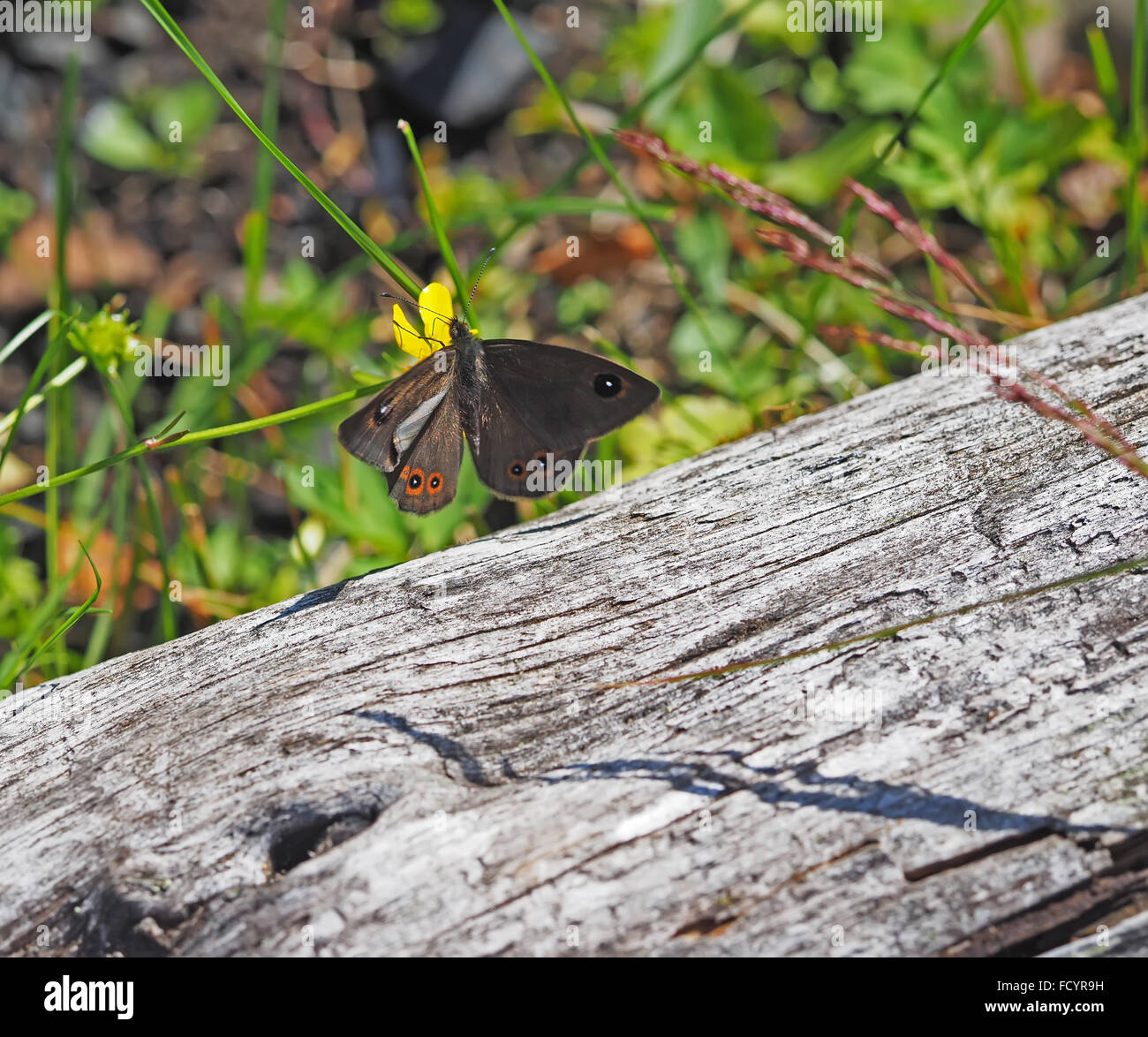 butterfly in the forest Stock Photo - Alamy
