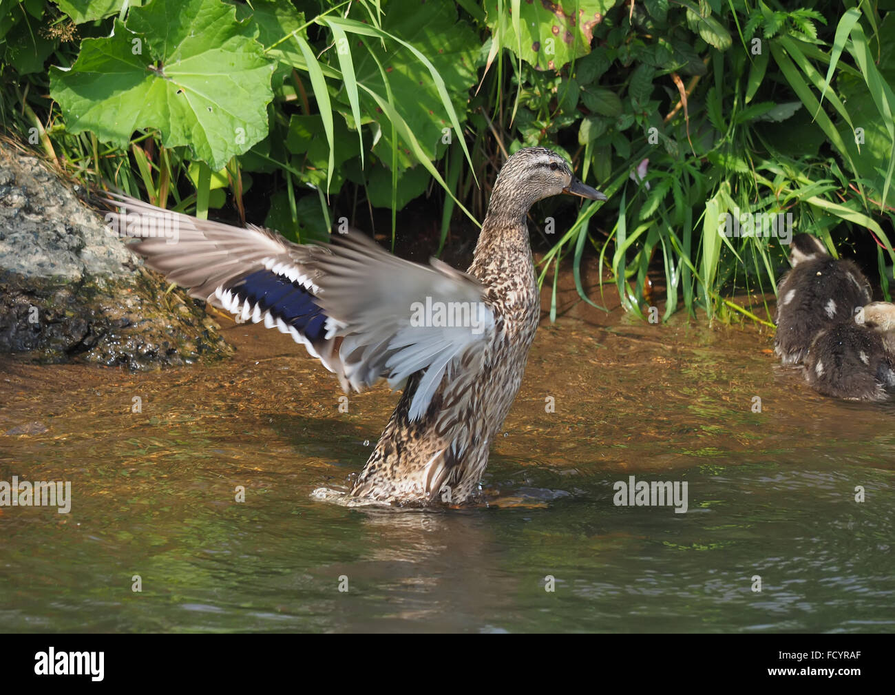duck on the lake Stock Photo - Alamy