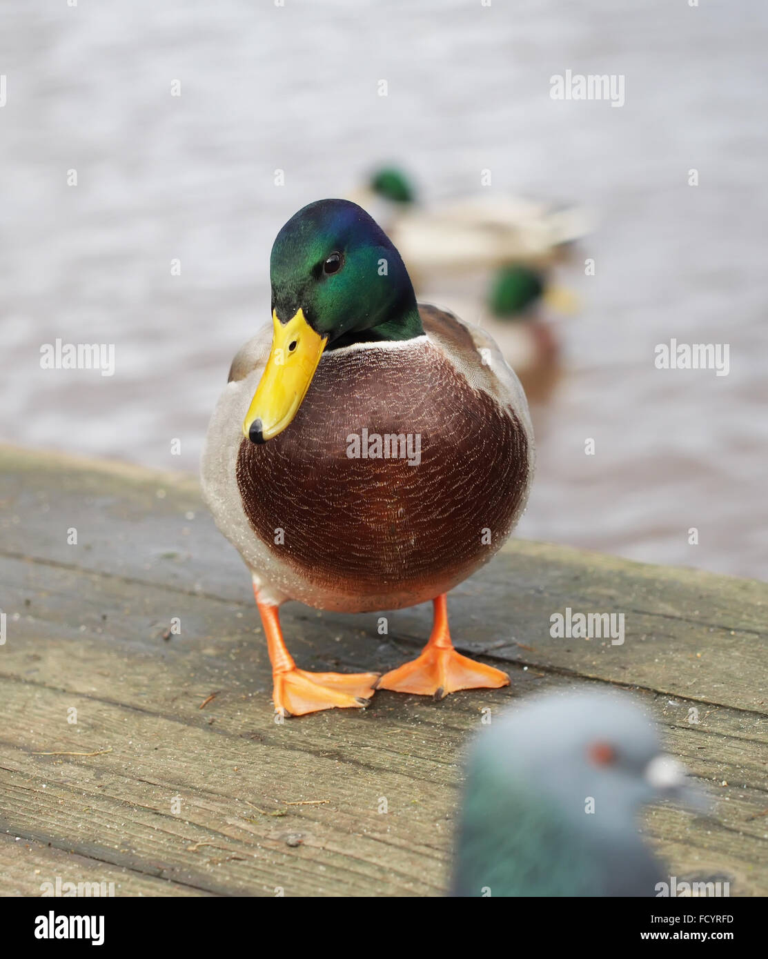 duck on the lake Stock Photo - Alamy