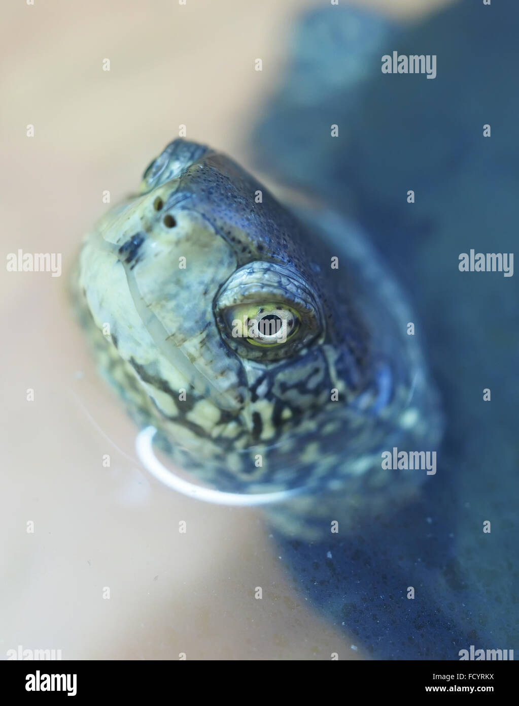 portrait of turtle Stock Photo - Alamy