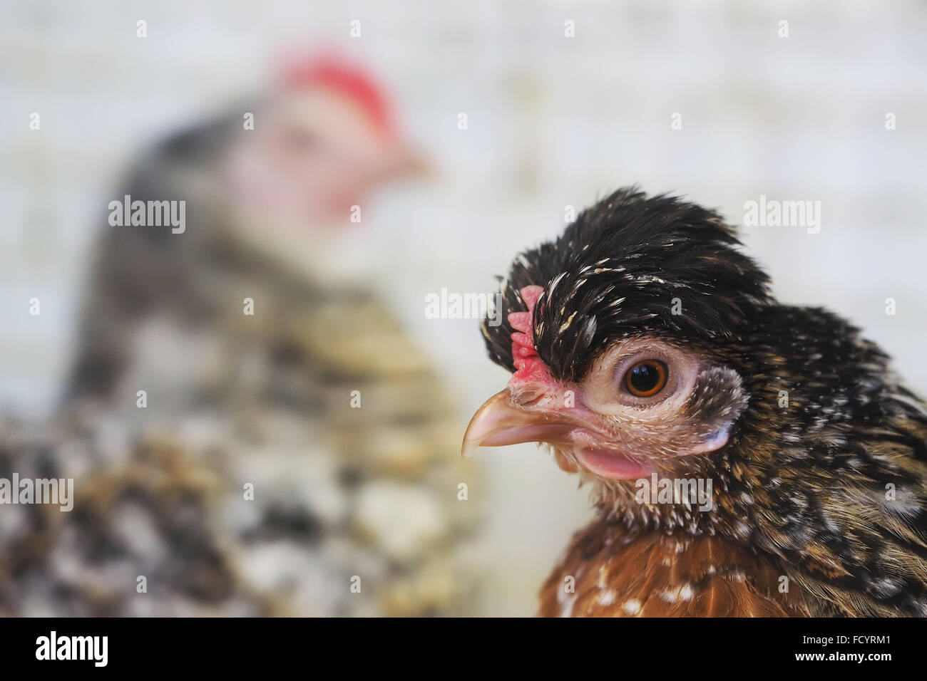 Chicken in a cage Stock Photo - Alamy