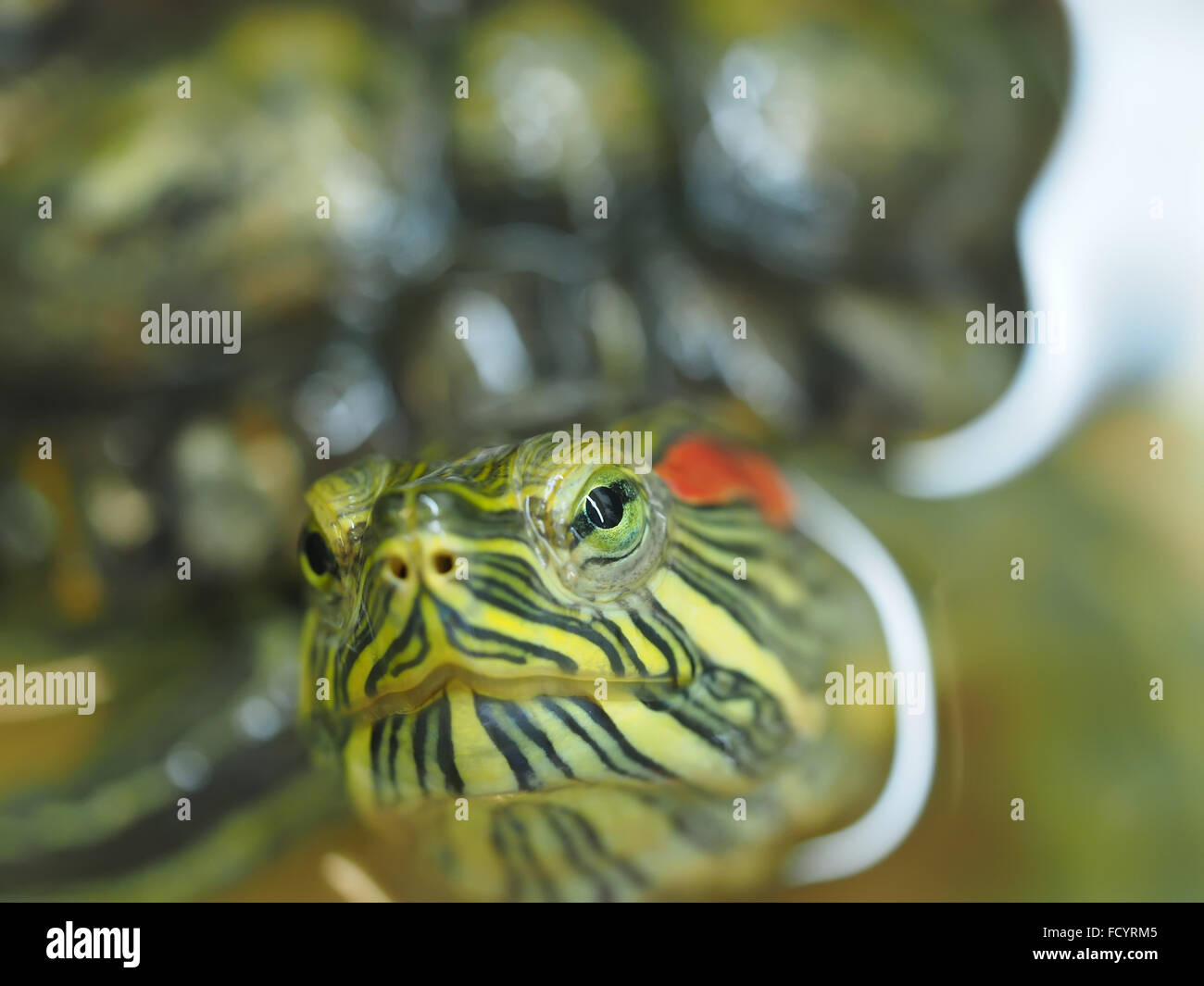 portrait of turtle Stock Photo - Alamy