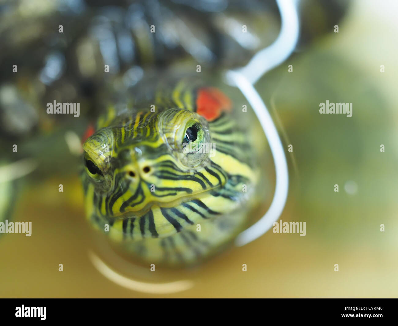 portrait of turtle Stock Photo - Alamy