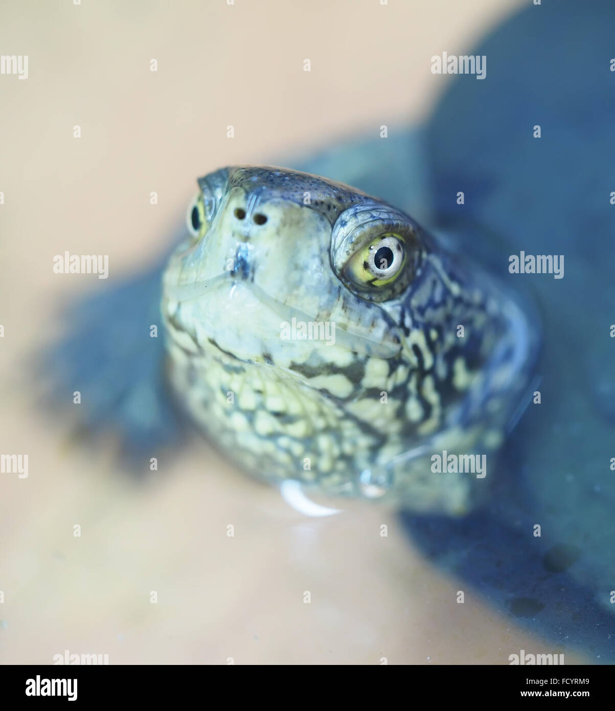 portrait of turtle Stock Photo - Alamy