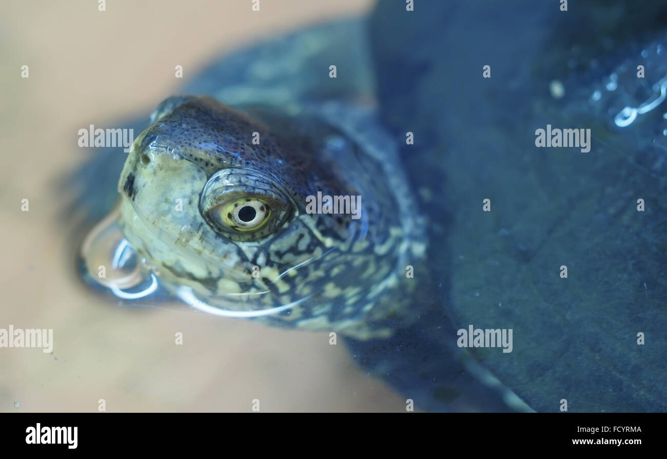 portrait of turtle Stock Photo - Alamy