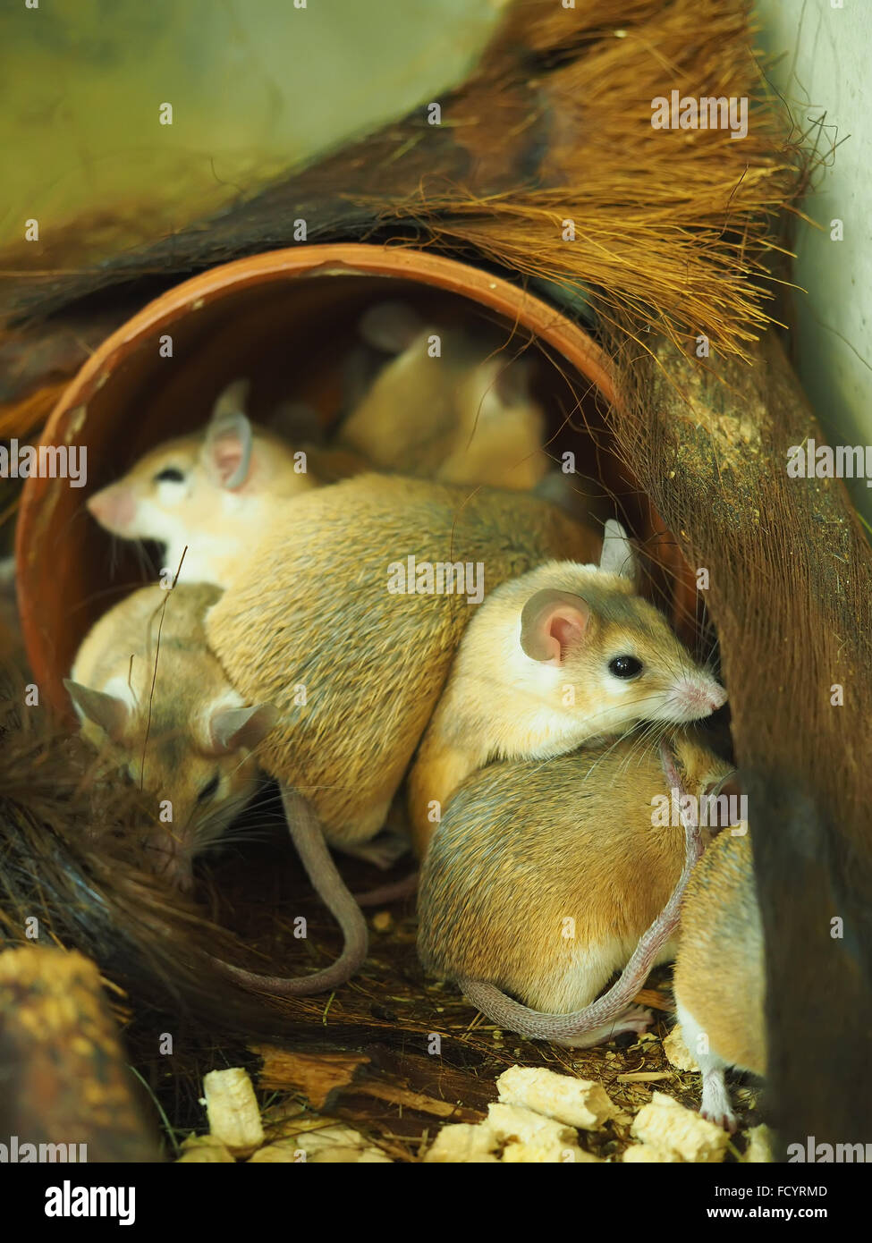 spiny mouse in a cage Stock Photo - Alamy
