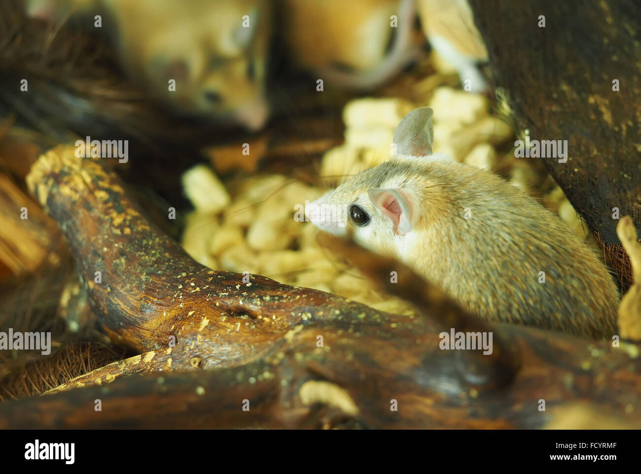 spiny mouse in a cage Stock Photo - Alamy