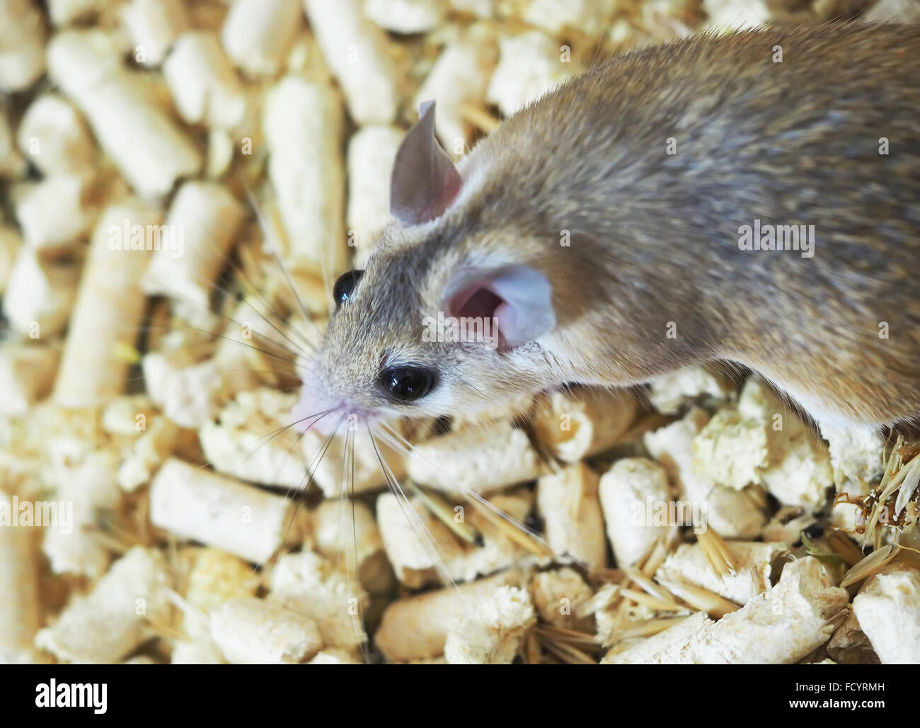 spiny mouse in a cage Stock Photo - Alamy