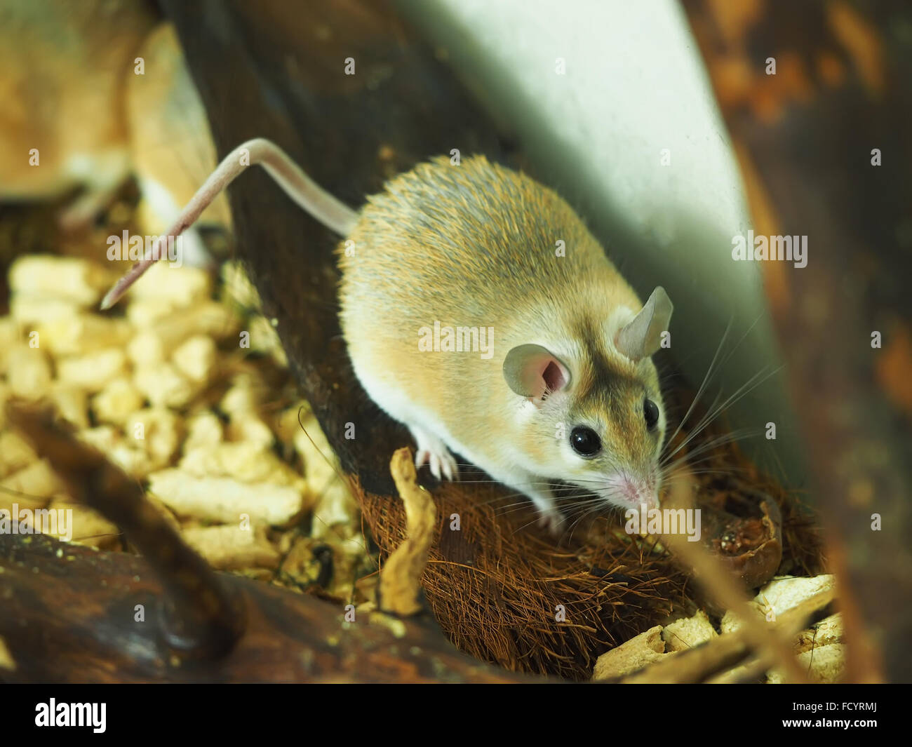 Spiny Rat High Resolution Stock Photography and Images - Alamy