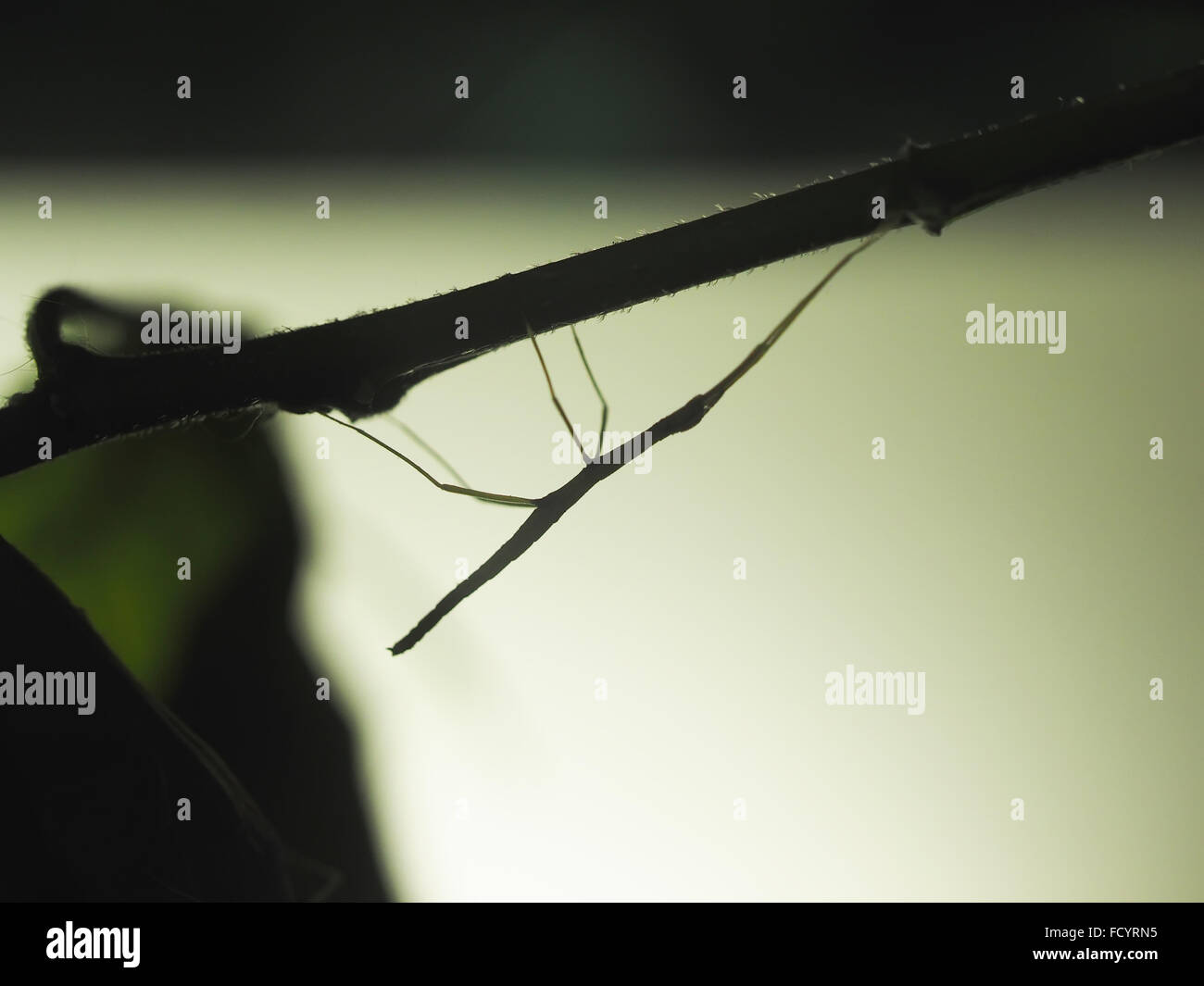 stick insect (Phasmatodea) in the cage Stock Photo - Alamy