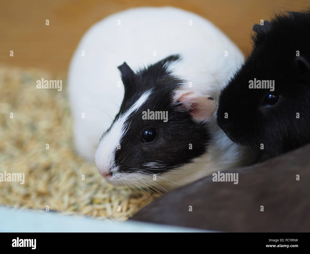 Guinea pig plastic cage hi-res stock photography and images - Alamy