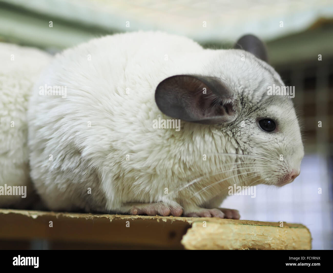 Chinchilla eating close up cage hi-res stock photography and images - Alamy