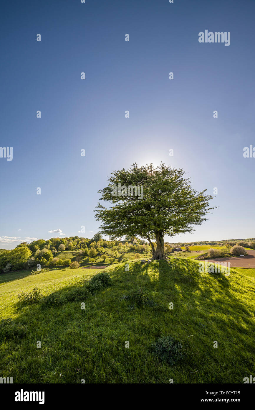 Environment tranquility serenity green trees grass sun hi-res stock ...