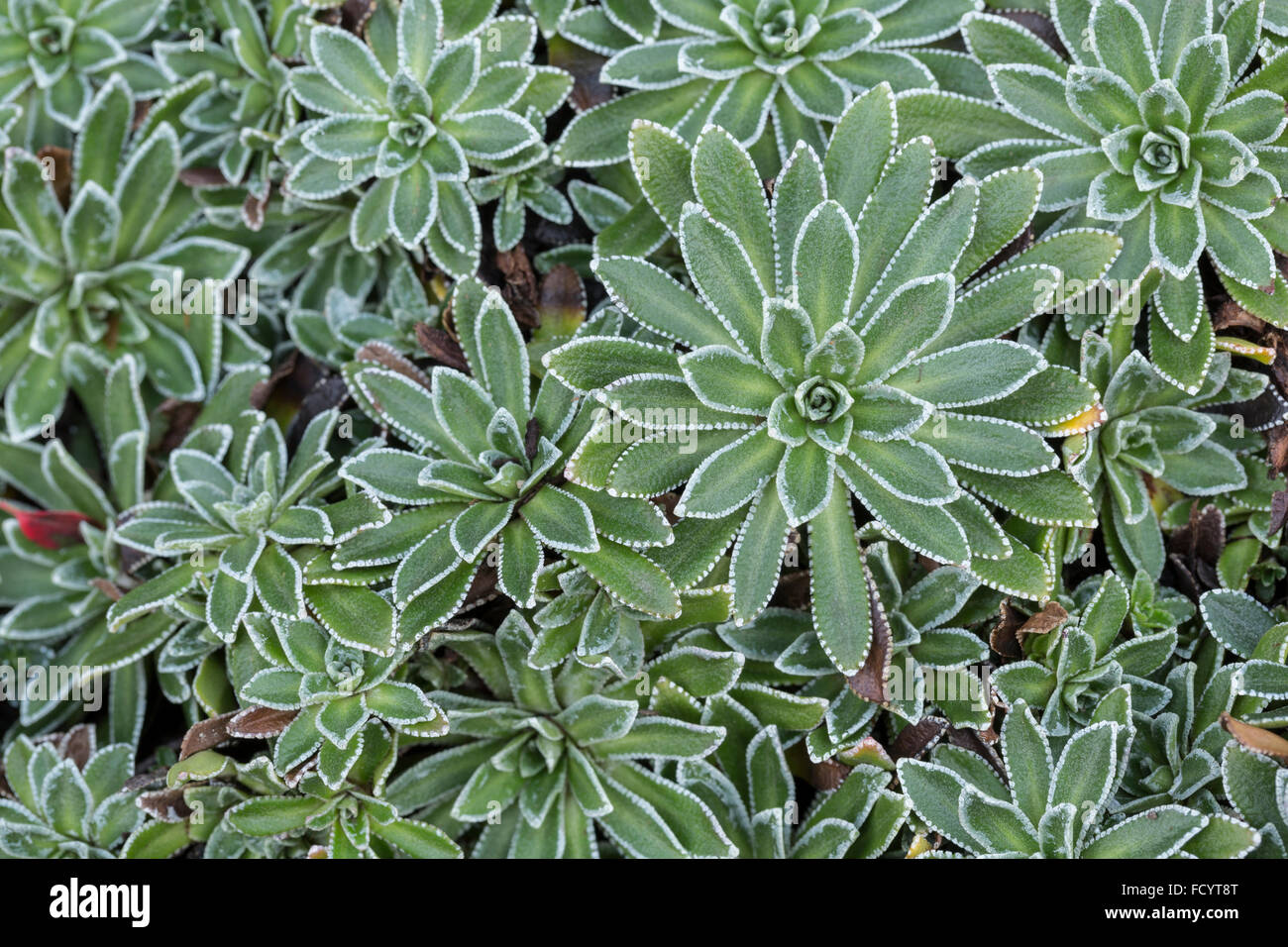 Encrusted saxifrage, Saxifraga species (encrusted section), a common ...