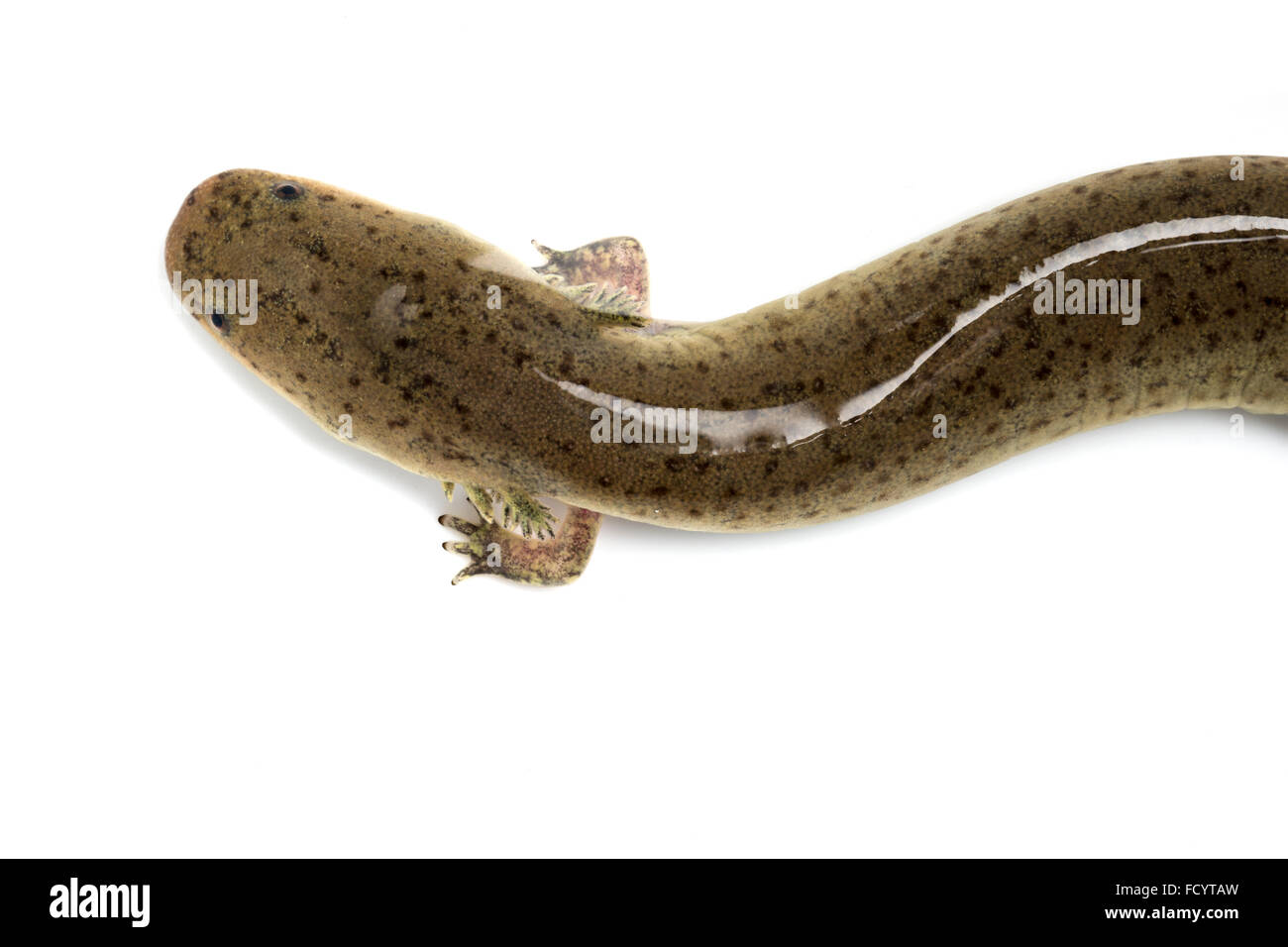 External gills hi-res stock photography and images - Alamy