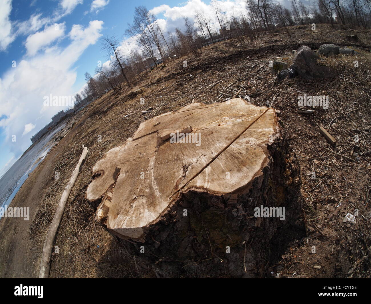 a tree stump in the forest Stock Photo - Alamy