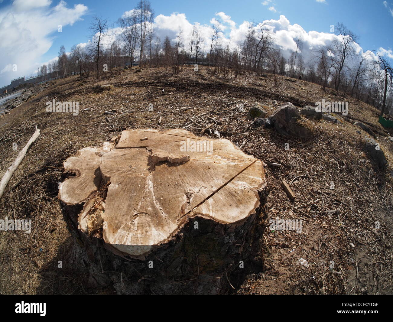 a tree stump in the forest Stock Photo - Alamy