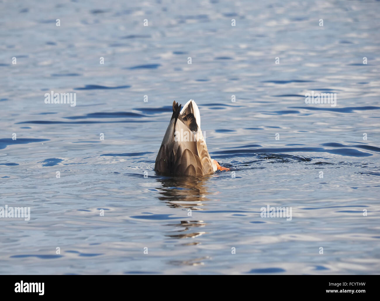 duck upside down Stock Photo - Alamy