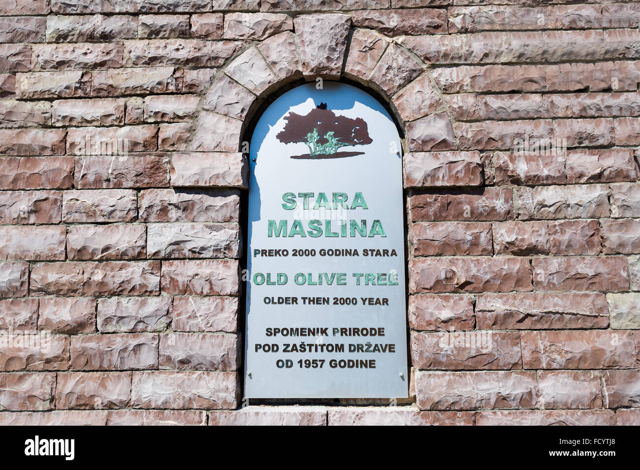Olive tree stone wall hi-res stock photography and images - Alamy