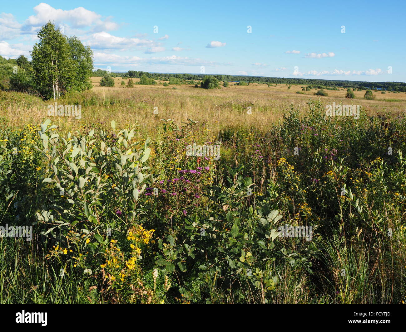 field in the forest Stock Photo - Alamy
