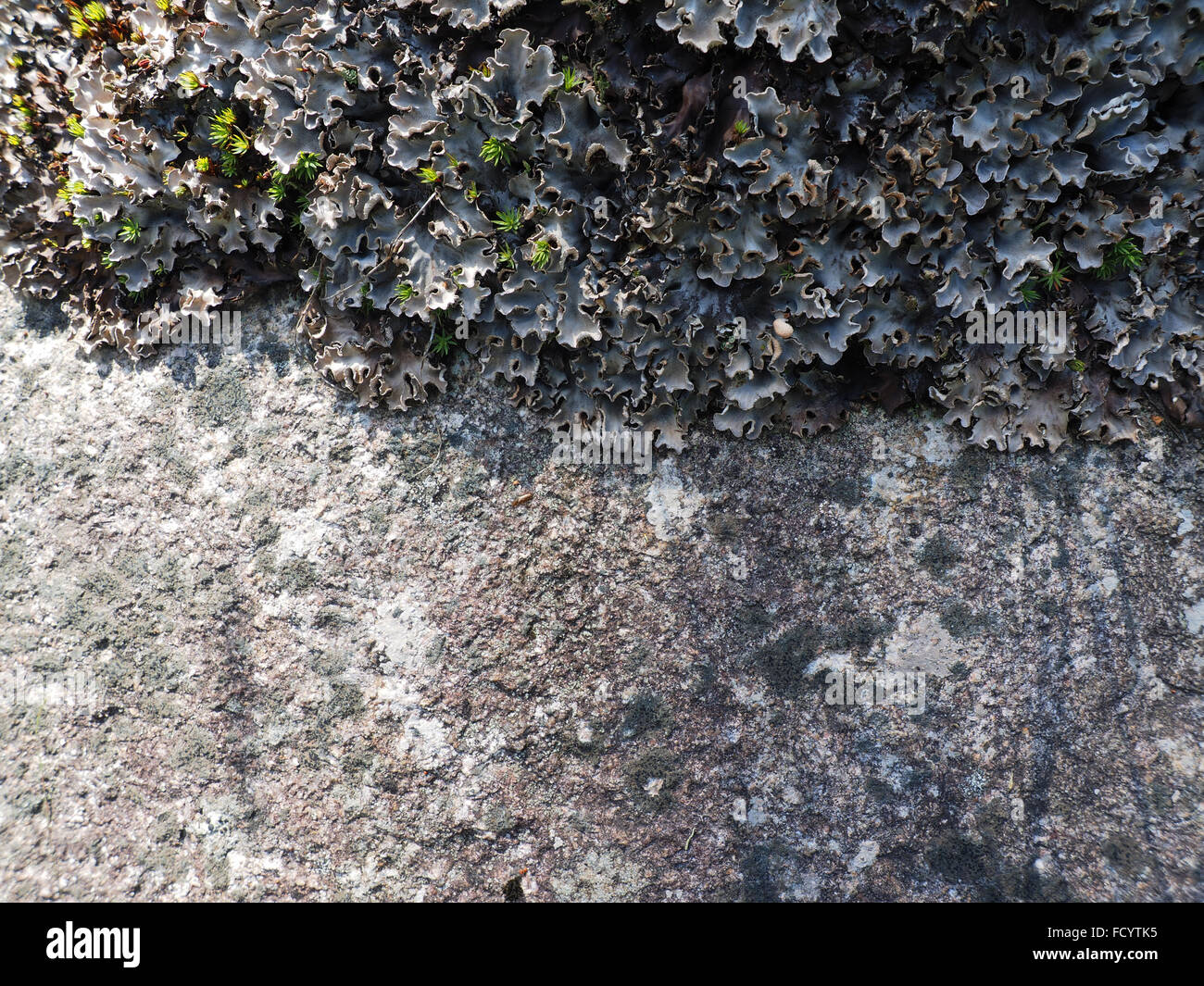 Lichen on stone Stock Photo - Alamy