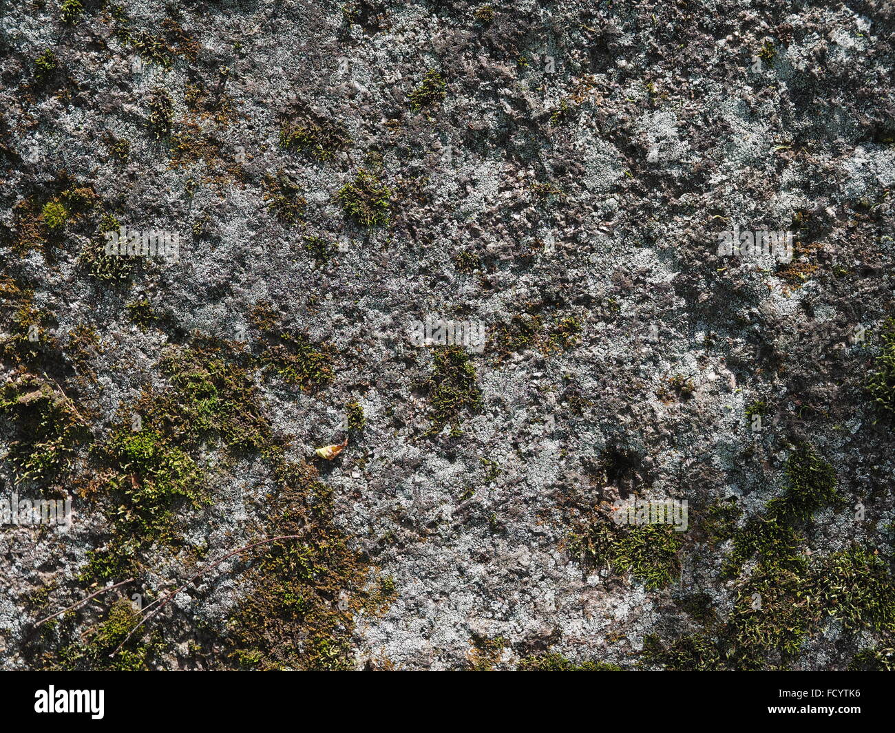 Lichen on stone Stock Photo - Alamy