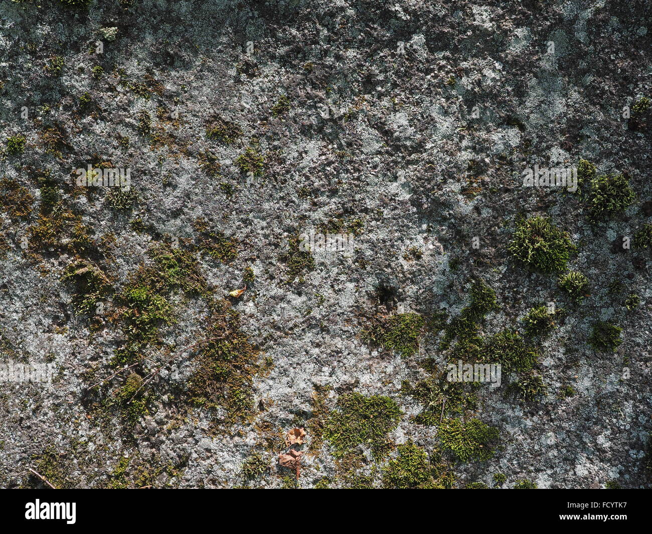 Lichen on stone Stock Photo - Alamy